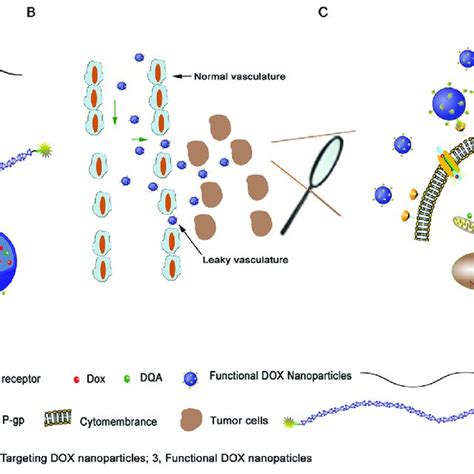 Schematic Representations Of Dox Nanoparticles Targeted Dox Download Scientific Diagram