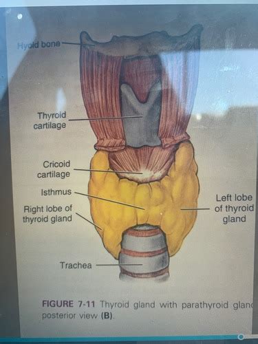 Thyroid Gland Flashcards Quizlet