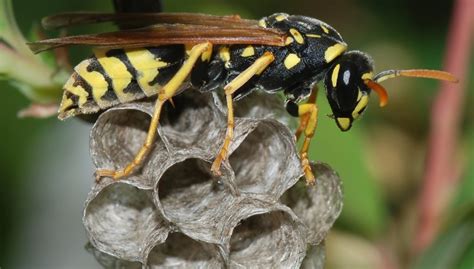 Common Stinging Insects In Florida Elite Pest Services