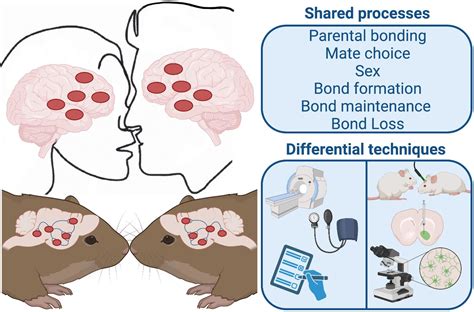 Human Mating Process Human Mating Process