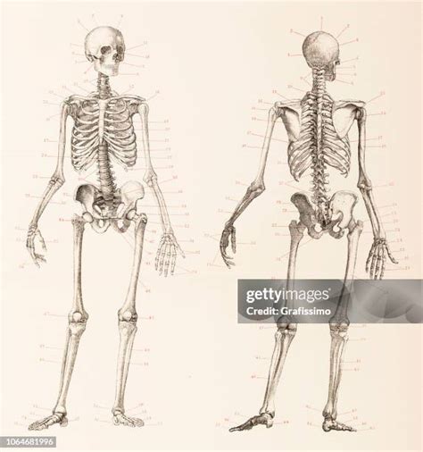 Skeleton Diagram Front And Back