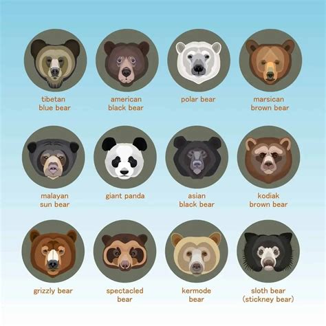 Bear Species Chart