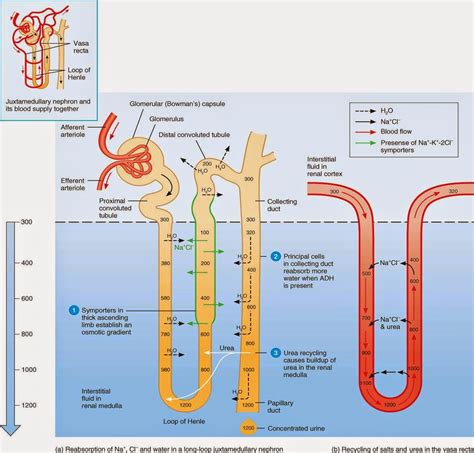 Blog De Fisiologia Uas De Luis Angel Garate Martinez ReabsorciÓn En El