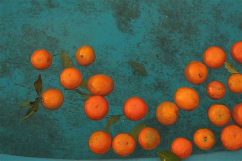 무료 이미지 주황색 푸른 과일 클레멘 타인 생기게 하다 수중 채식주의 자 음식 만다린 오렌지 감귤류 해양 생물학 유기체 컴퓨터 벽지 발렌시아 오렌지