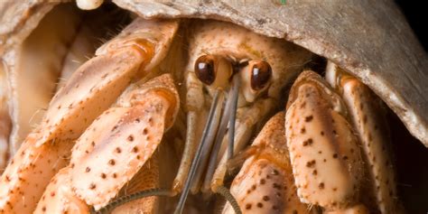 Hermit Crab Mouth