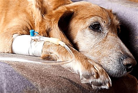 Las Enfermedades Más Comunes En Perros Y Gatos Mundo Petvital