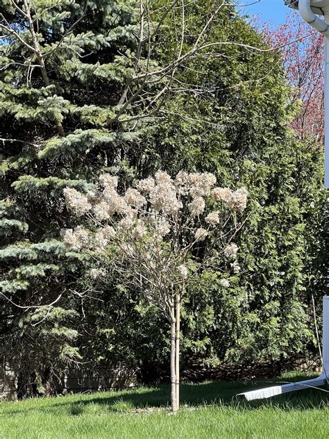 Do I Need To Prune Hydrangea Bush Slightly Concerned R Gardening