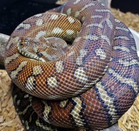 Bredli Carpet Python Hatchling