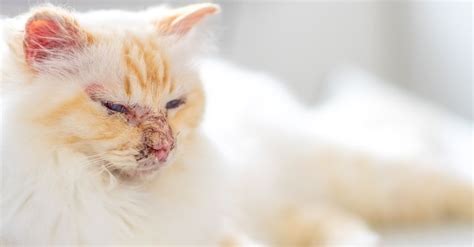 Treating Pemphigus Foliaceus In Cats A Step By Step Guide For Pet