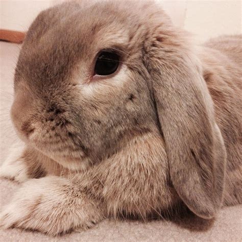 Silver Male French Lop Eared Rabbit Artofit