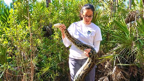Burmese Pythons To Iguanas What To Know About Swfls Invasive Species