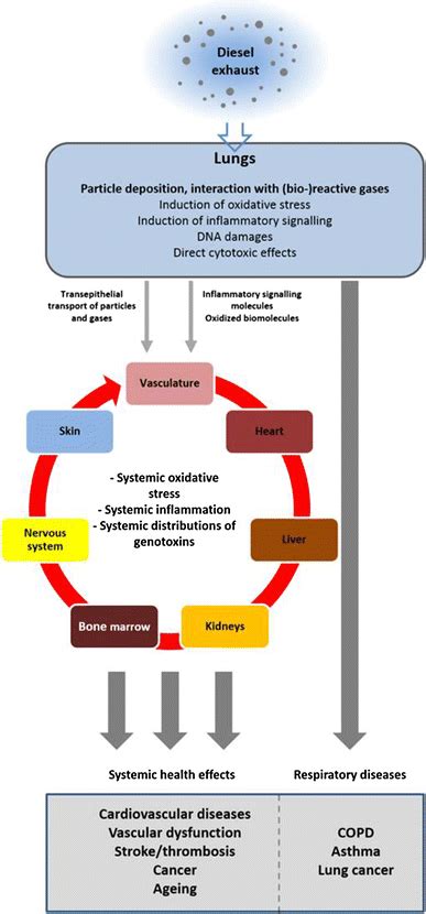 Inhalation Of Diesel Exhaust Directly Affects The Respiratory Tract By Download Scientific