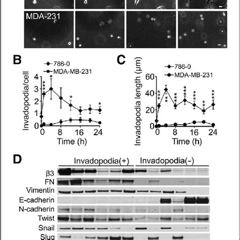 Invadopodia Analysis Of Clot Embedded Tumor Cells A And B Tumor Cells