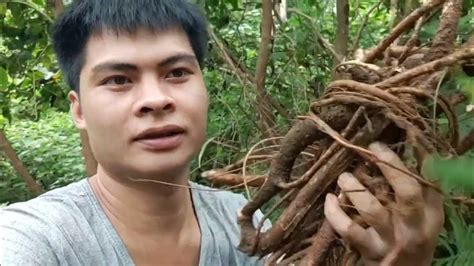 五指毛桃”称之为广东人参，熬汤清香甘甜，是广东人的最爱 Youtube