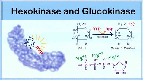 Hexokinase And Glucokinase Youtube