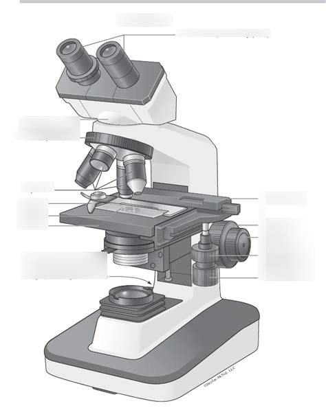 Bio 111 Compound Microscope Lab Exam 1 Diagram Quizlet