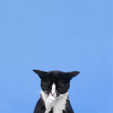 I Am Cheeto A Cat On Instagram “ Teehee Princesscheeto” Pretty Cats Crazy Cats Cats