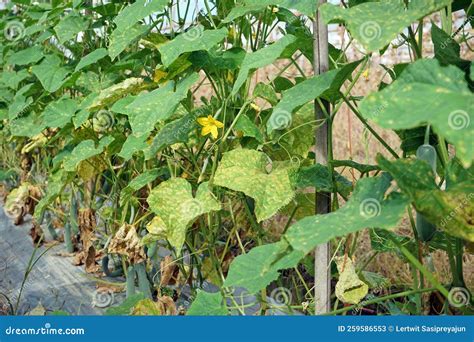 Cucumber Leaf Spot Disease Symptom Stock Image Image Of Growth