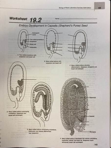 Solved Embryo Development In Capsella Shepherds Purse Seed Two Celled 1 Answer