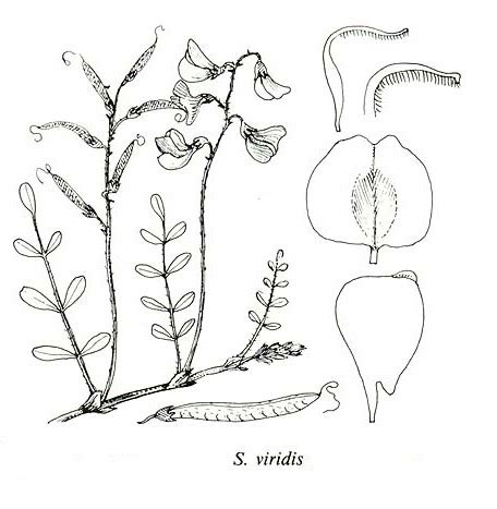 Swainsona Viridis