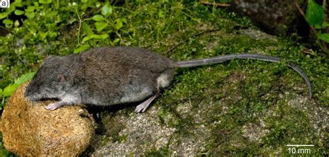 Sciency Thoughts A New Species Of Water Rat From Sulawesi Indonesia
