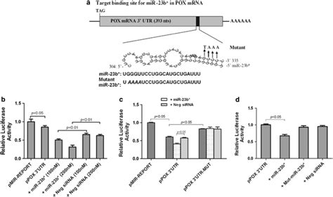 R 23b Directly Targets 3′utr Of Pox Mrna A Schematic Representation