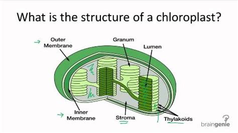 10 Facts About Chloroplast Fact File 10 Facts About Chloroplast Fact File