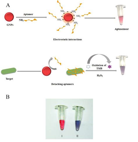 Rapid Detection Of Brucella Cells Using A Gold Nanoparticle Based Aptasensor Via A Simple