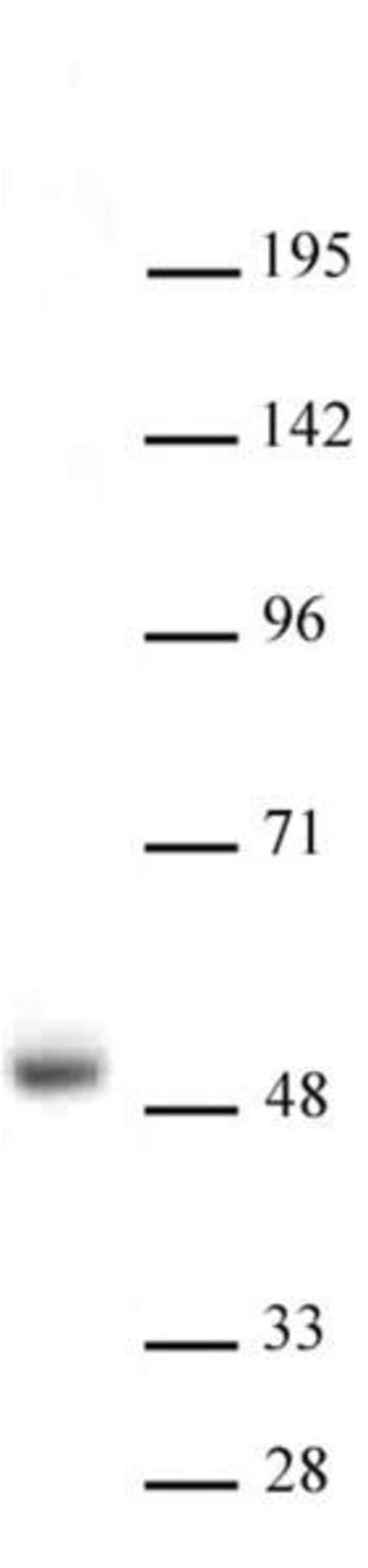 Lxr Alpha Rabbit Anti Human Mouse Unconjugated Polyclonal Active Motif Antibodies Primary