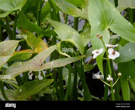 Arrowhead Aquatic Plant In Flower Sagittaria Sagitifolia In Summer