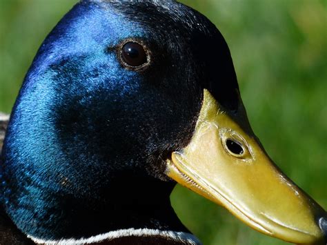 What Do Ducks Have Green Heads Aikau