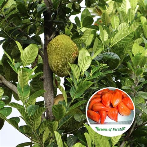 Jackfruit Tree Dwarf Live Plant 6 8 Inches Tall In 4 Inch Pot