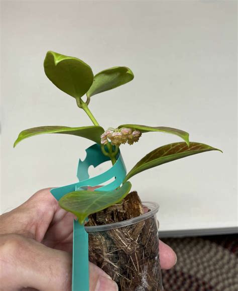 Hoya obscura | Vermont Hoyas