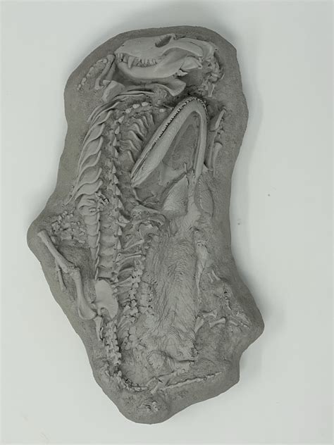 Triassic Cuddle Fossil Replica Broomistega And Thrinaxodon Etsy Uk