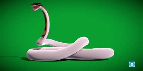 Panda Pied Ball Python Flippednormals