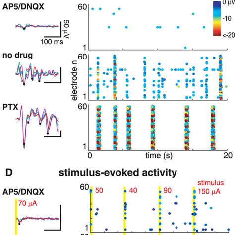 Measuring Spontaneous And Stimulus Evoked Activity From Cortical Download Scientific Diagram