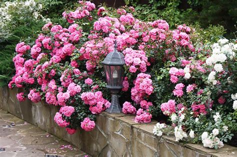 Почвопокровные розы в дизайне сада, фото сортов