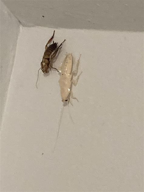 Recently Shed Cockroach Roddlyterrifying