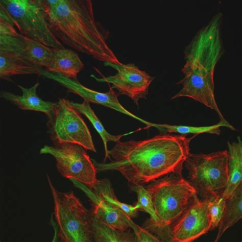 About Lumascopes Etaluma Inc