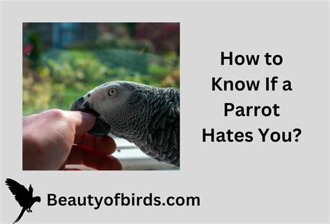 How To Know If A Parrot Hates You