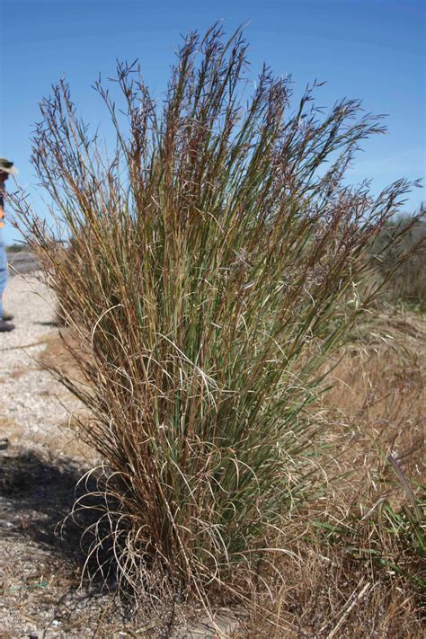 Pest Plant Coolatai Grass Department Of Environment Water And