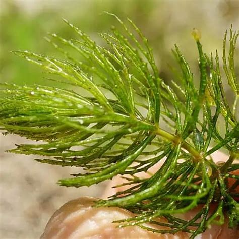 Hornwort Facts Care And Planting Ceratophyllum Demersum Pond Informer
