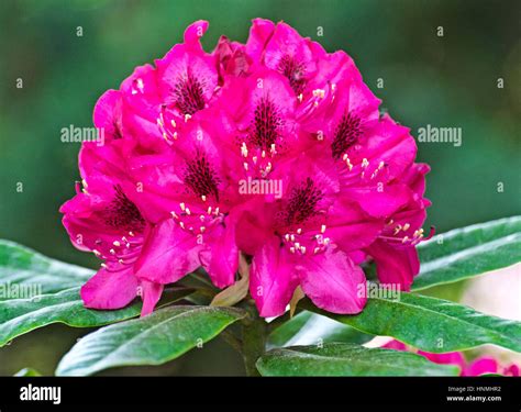 Beautiful Rhododendron Tree Blossoms Spring Garden Background Stock