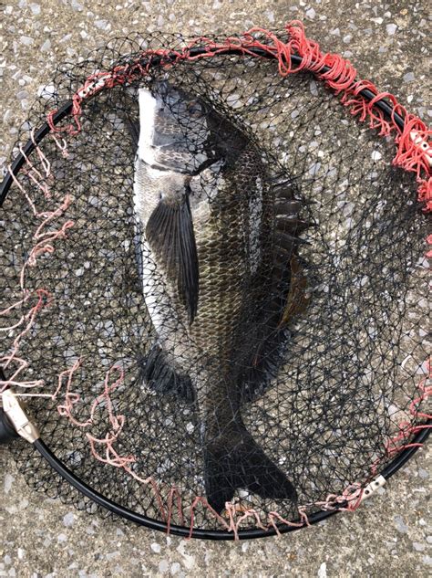 大和田獏 ｾｯｷｰの釣り日記エキゾチックジャパン