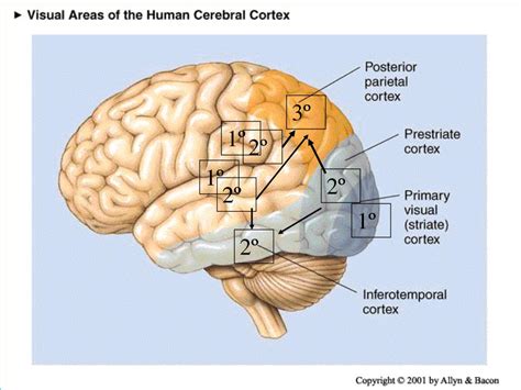 ppt sensorimotor system powerpoint presentation free download id