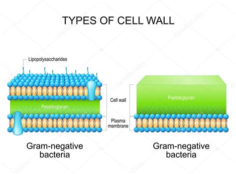 Tipos De Pared Celular Bacteriana Bacterias Gramnegativas Y Bacterias