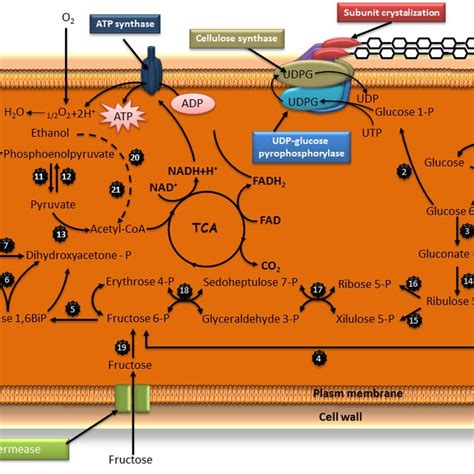 Schematic Representation Of Cellulose Synthase Download Scientific