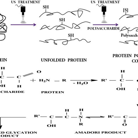 A Schematic Representation Of Proteinpolysaccharide Interaction By