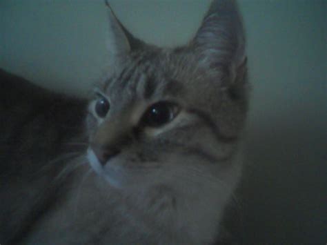 Cat Pic Imgur Cat Pic Imgur