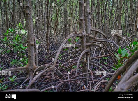 The Density Of Mangrove Trees In The Mangrove Forest Layers Of Mangrove Roots In Low Light
